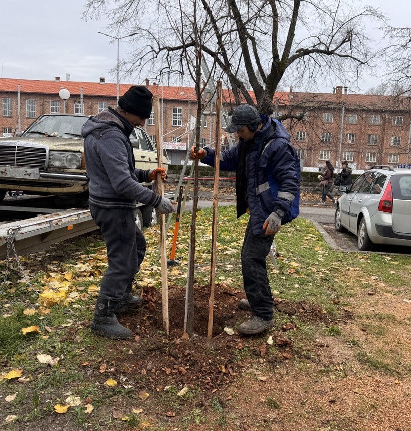 30 new trees enrich the green spaces in the Youth Park | Ruse Municipality